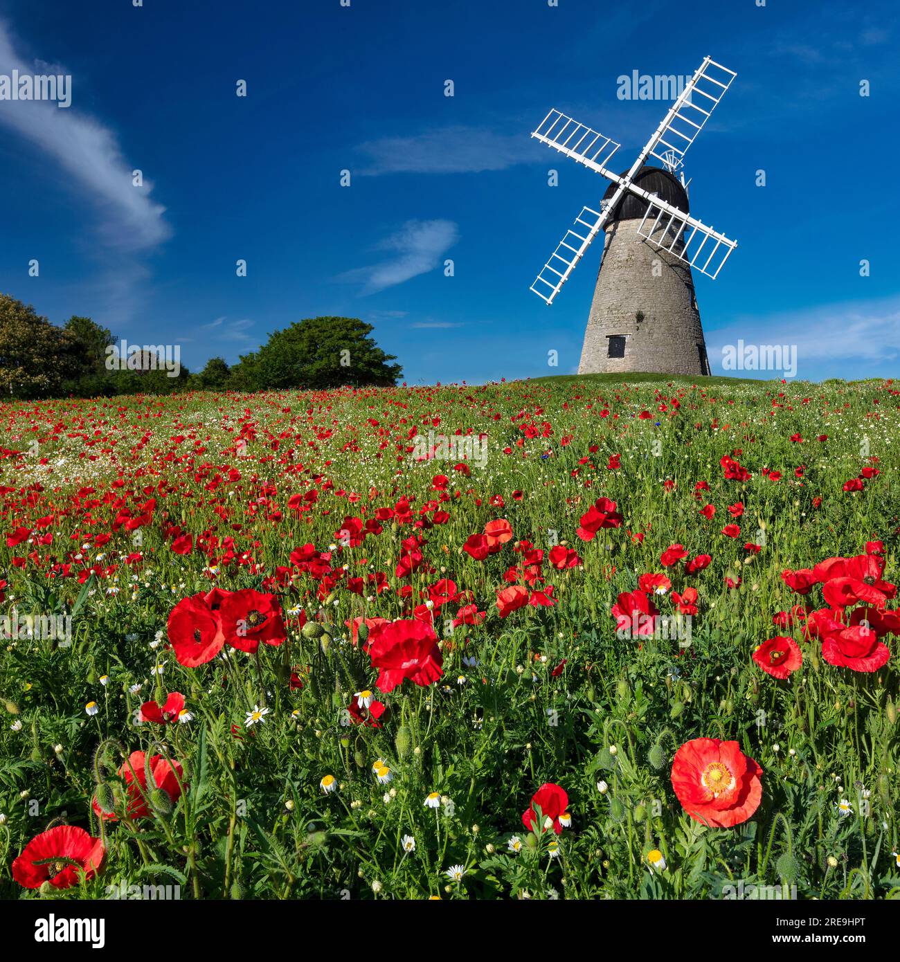 Wildflowers whitburn in south tyneside hi-res stock photography and ...