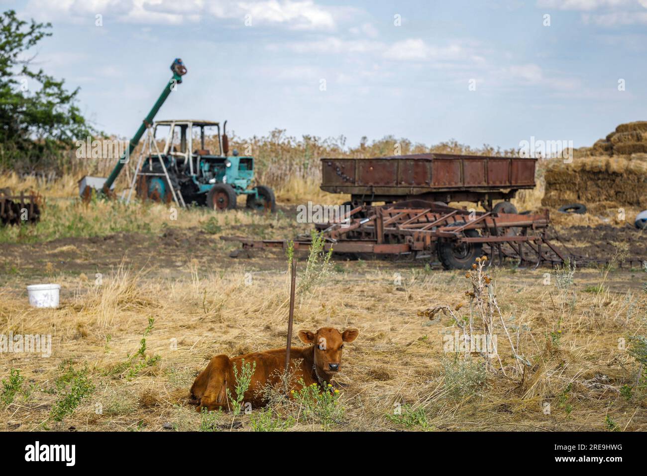 BLAHODATNE, UKRAINE - JULY 19, 2023 - A calf lies on the ground as a ...