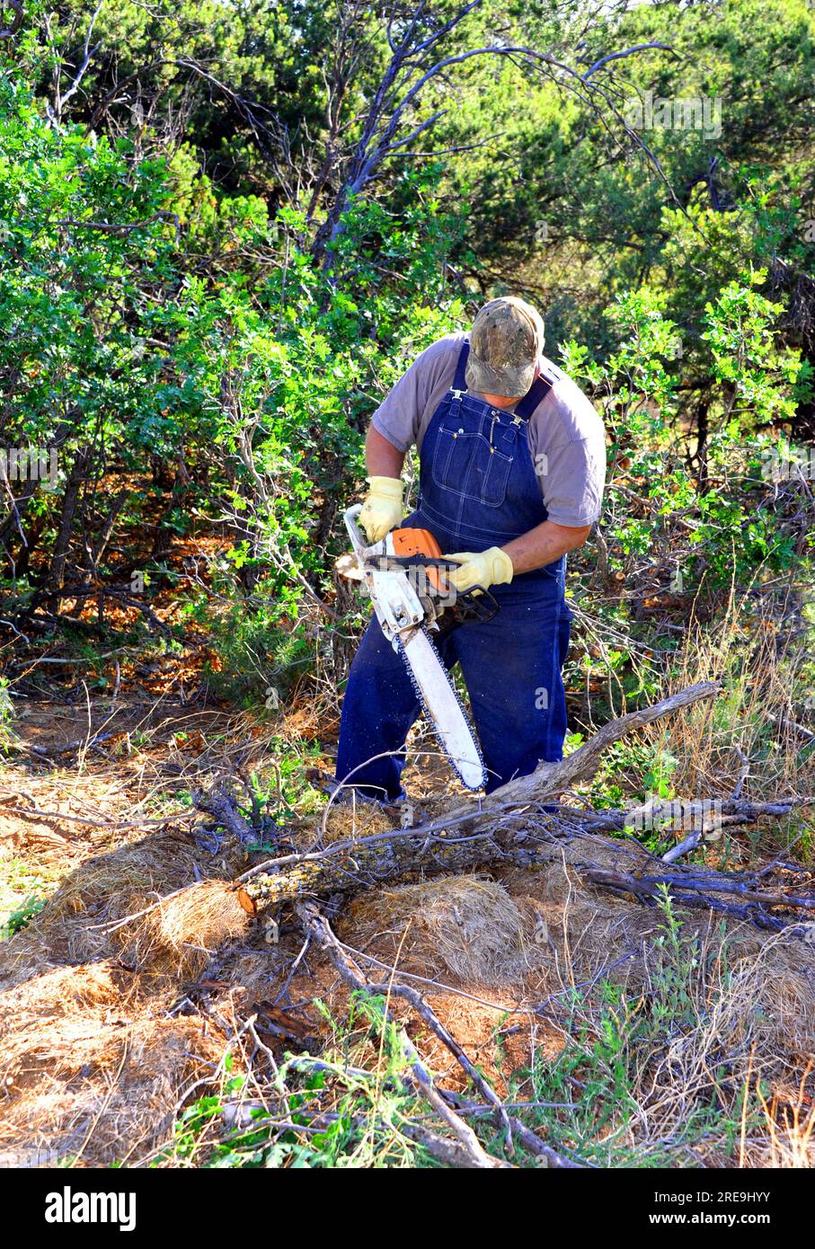 Working on firewood for winter, this senior is cutting with a chainsaw ...
