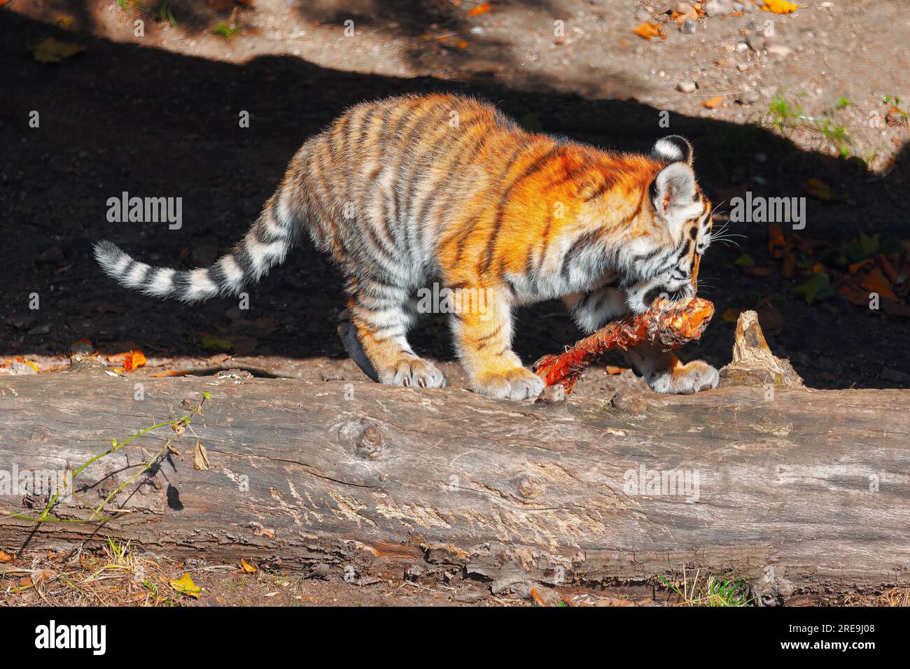 Bone cube hi-res stock photography and images - Alamy