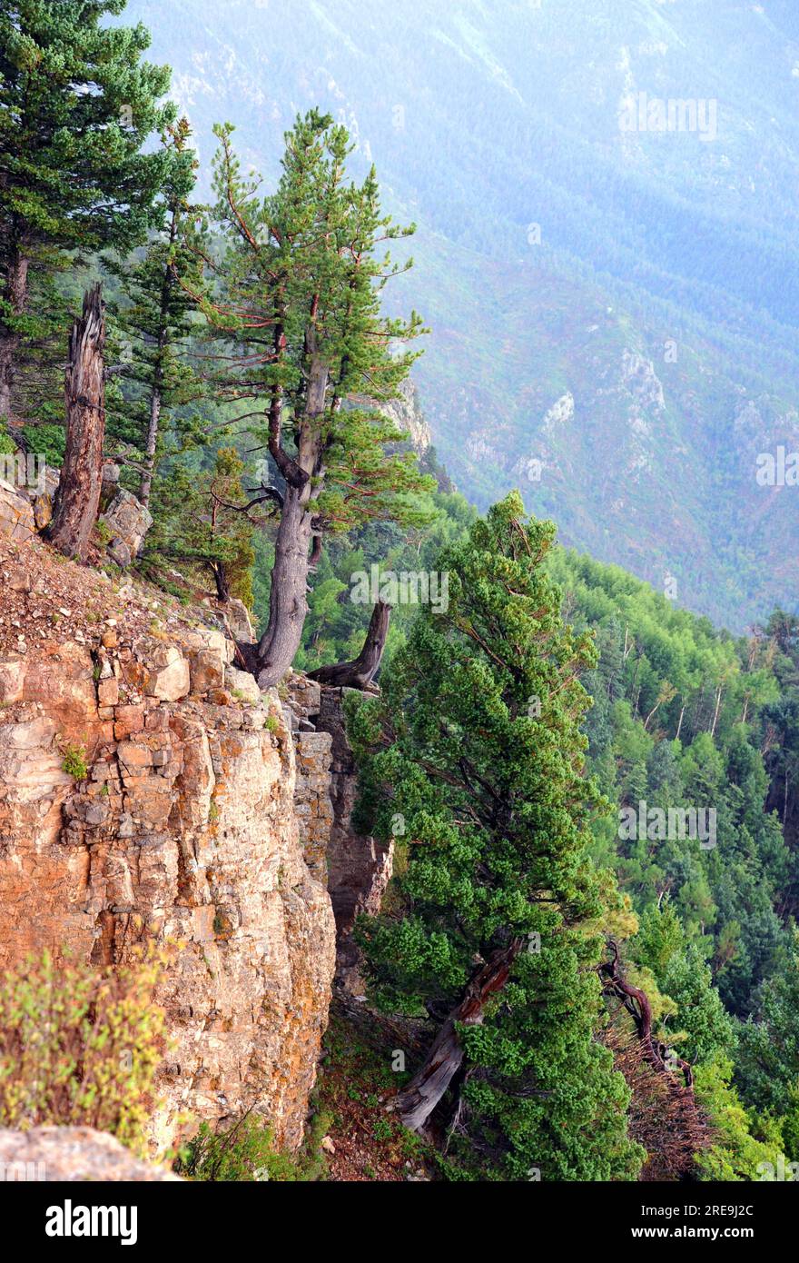 Cedar trees cling to the rock boulders at cliff's edge. Rocky ...
