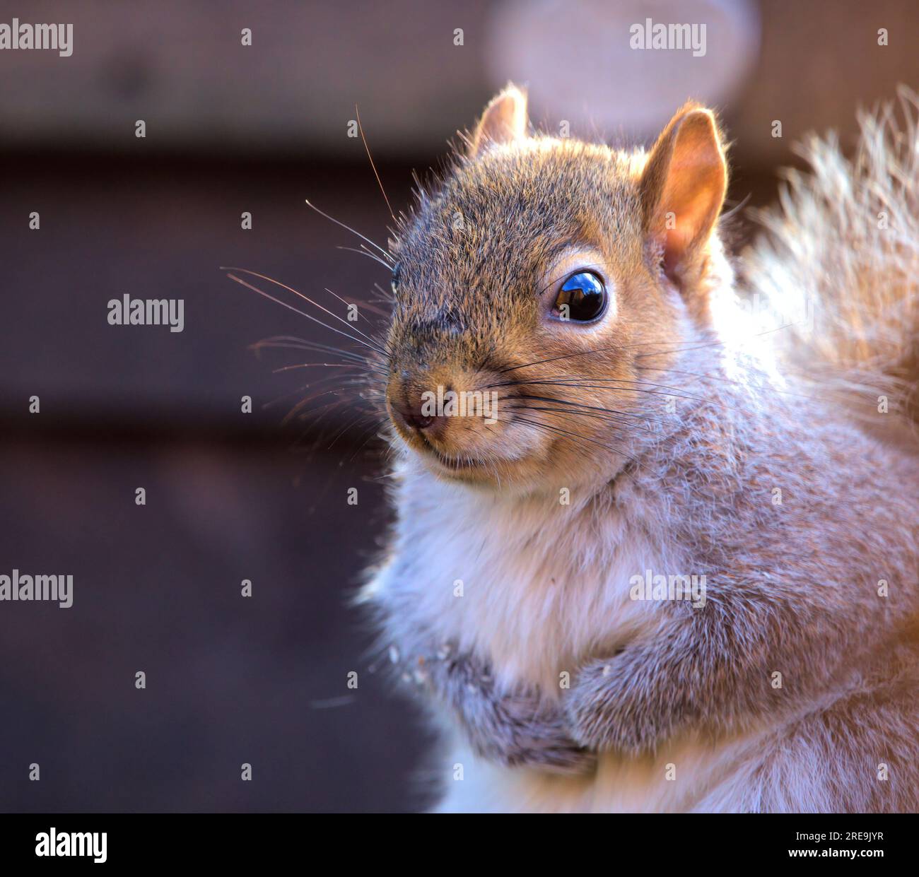Squirrel with its arms crossed looking around at the photographer Stock ...