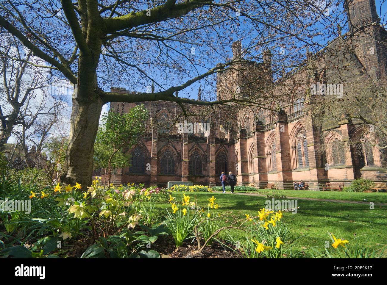 Chester cathedral in spring with daffodils in gardens, City centre ...