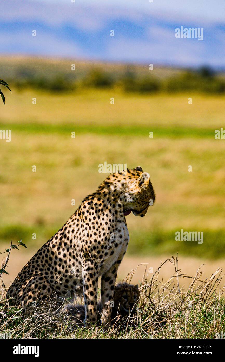 Maasai Mara National Reserve is an area of preserved savannah ...