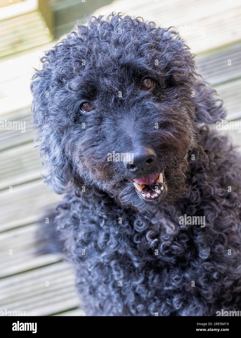 A cute black haired Labradoodle dog, sitting on decking and looking up ...
