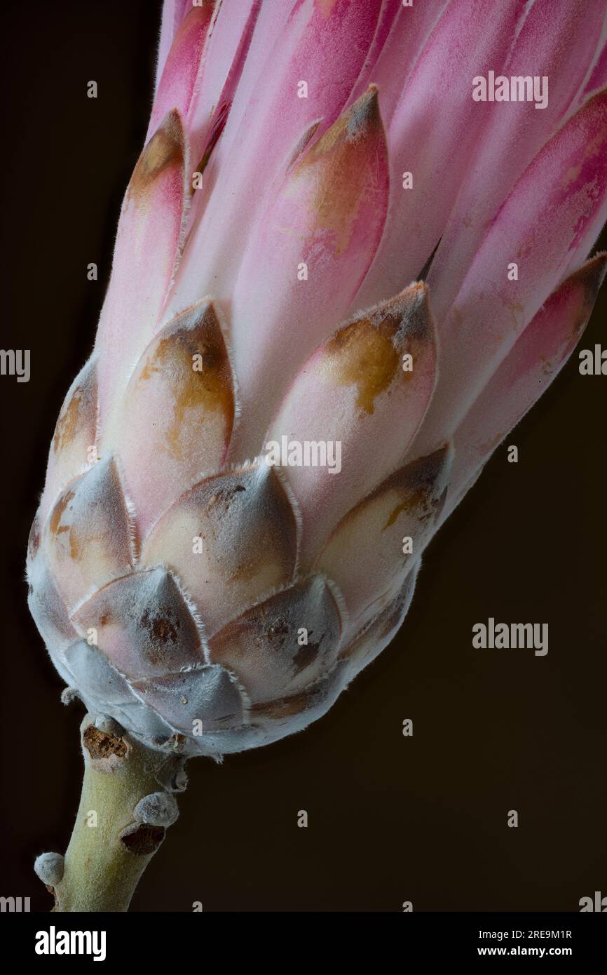 A spectacular and highly unusual flower of a Protea plant, (Protea ...