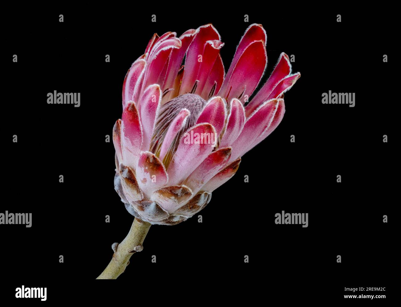 A spectacular and highly unusual flower of a Protea plant, (Protea ...