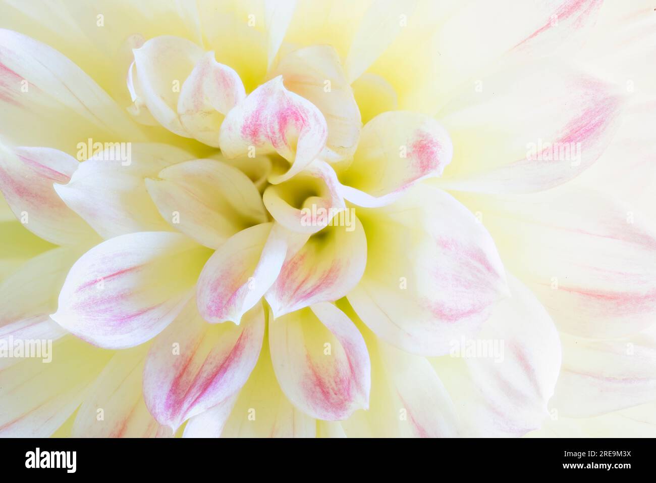 Cream flower patterns hi-res stock photography and images - Alamy