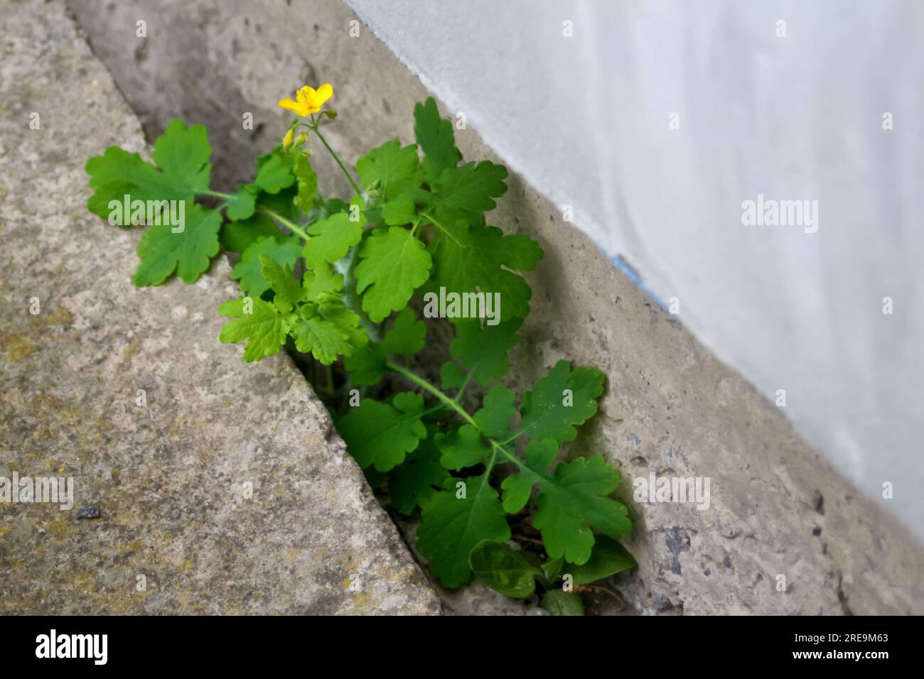 Witness the resilience of nature as a young tree plant emerges through ...