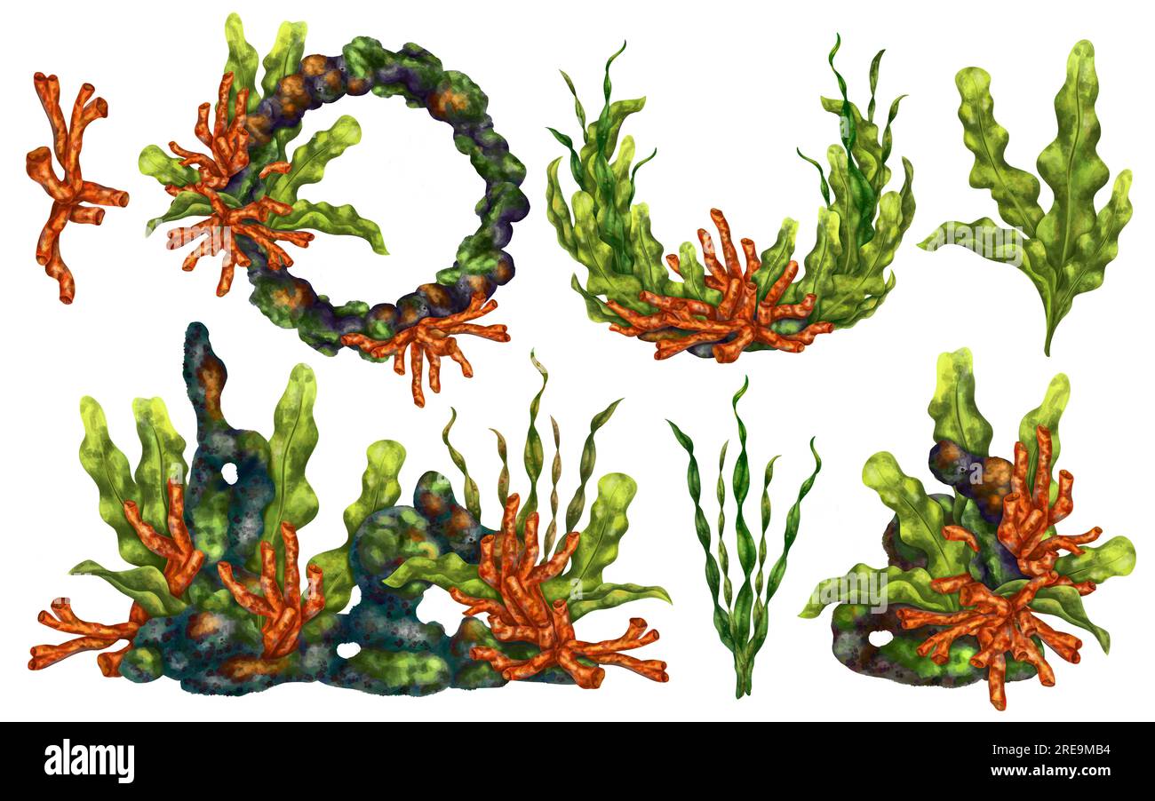 Rocks and seaweed Cut Out Stock Images & Pictures - Alamy