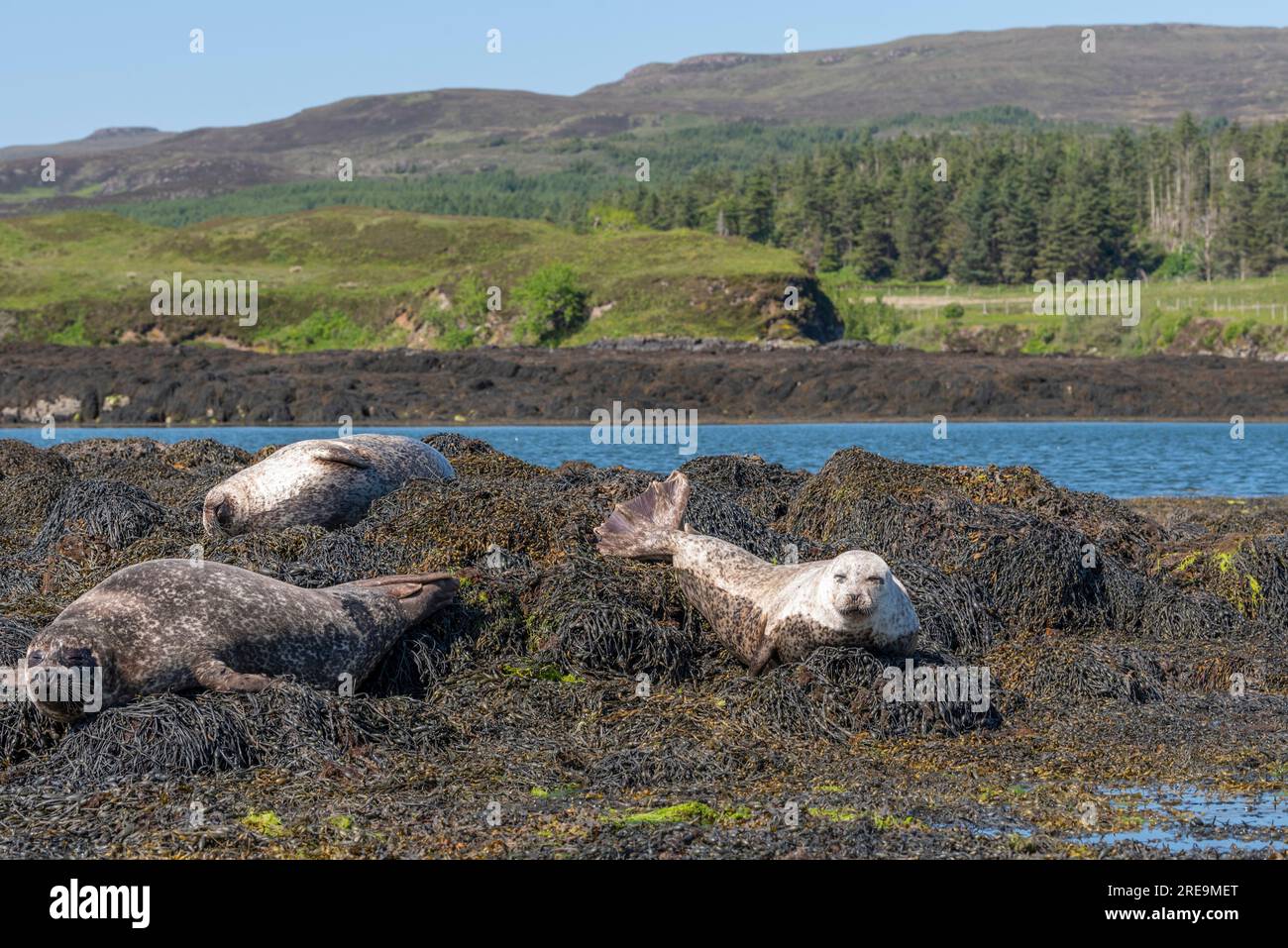 Loch Dunvegan, Isle of Skye, Scotland, UK. 5 June 2023. Grey seals ...