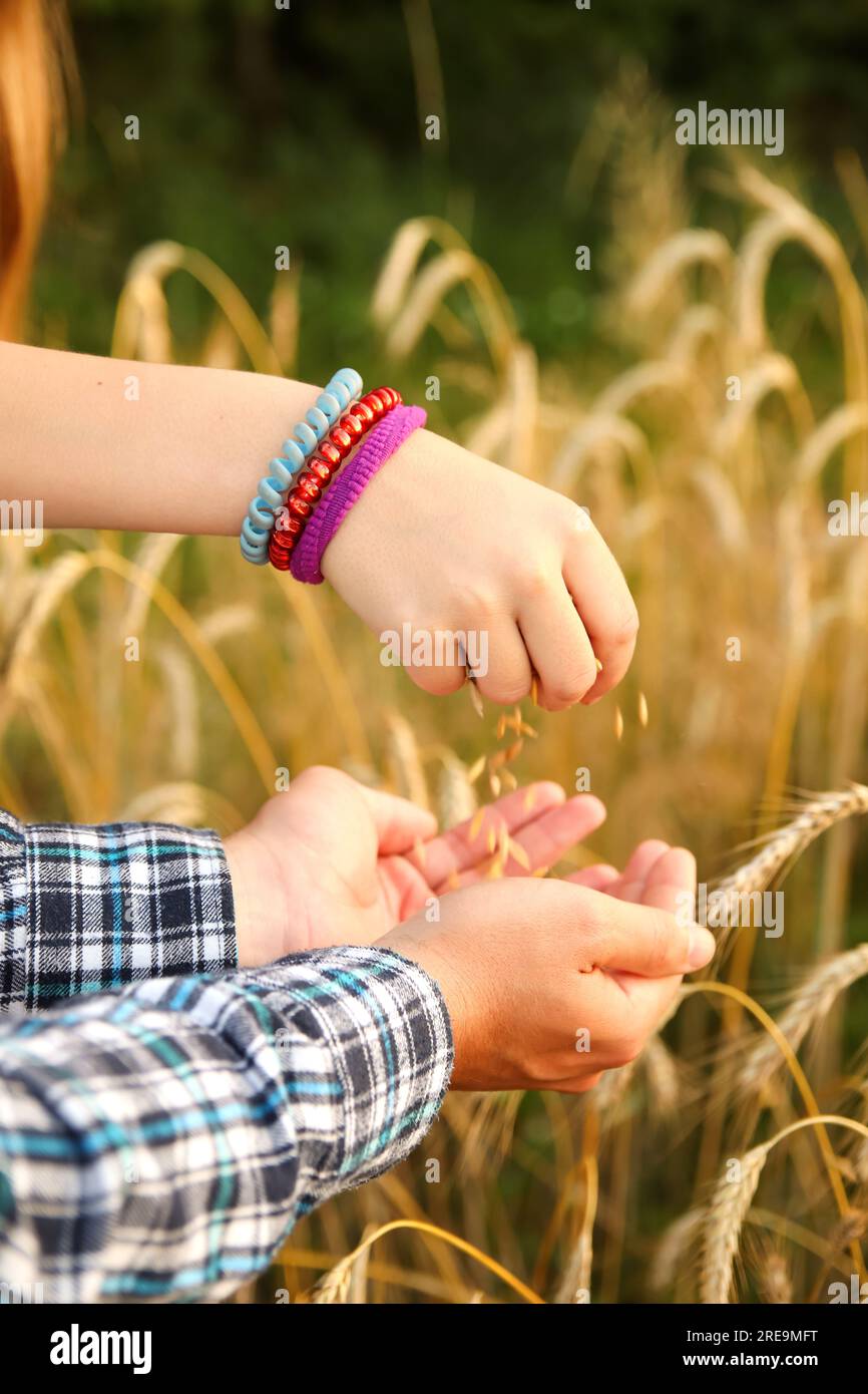 A farmer's hands pour wheat grains in a field, ensuring quality ...
