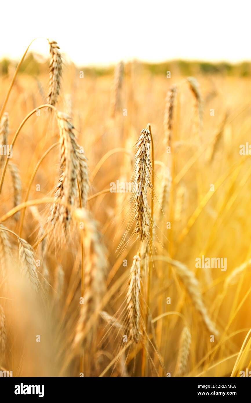 A captivating yellow wheat background design showcasing golden ...
