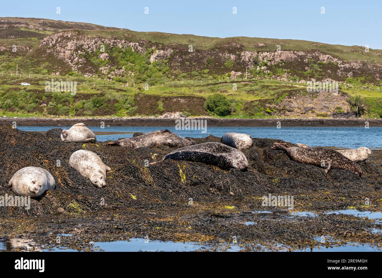 Loch Dunvegan, Isle of Skye, Scotland, UK. 5 June 2023. Grey seals ...