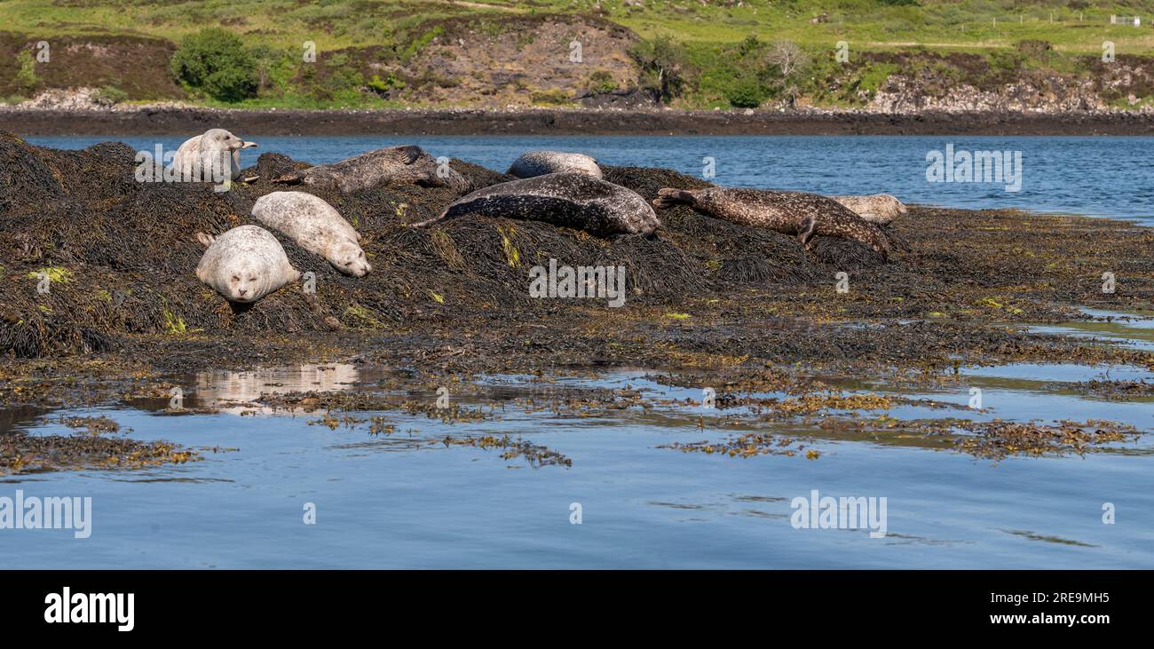 Loch Dunvegan, Isle of Skye, Scotland, UK. 5 June 2023. Grey seals ...