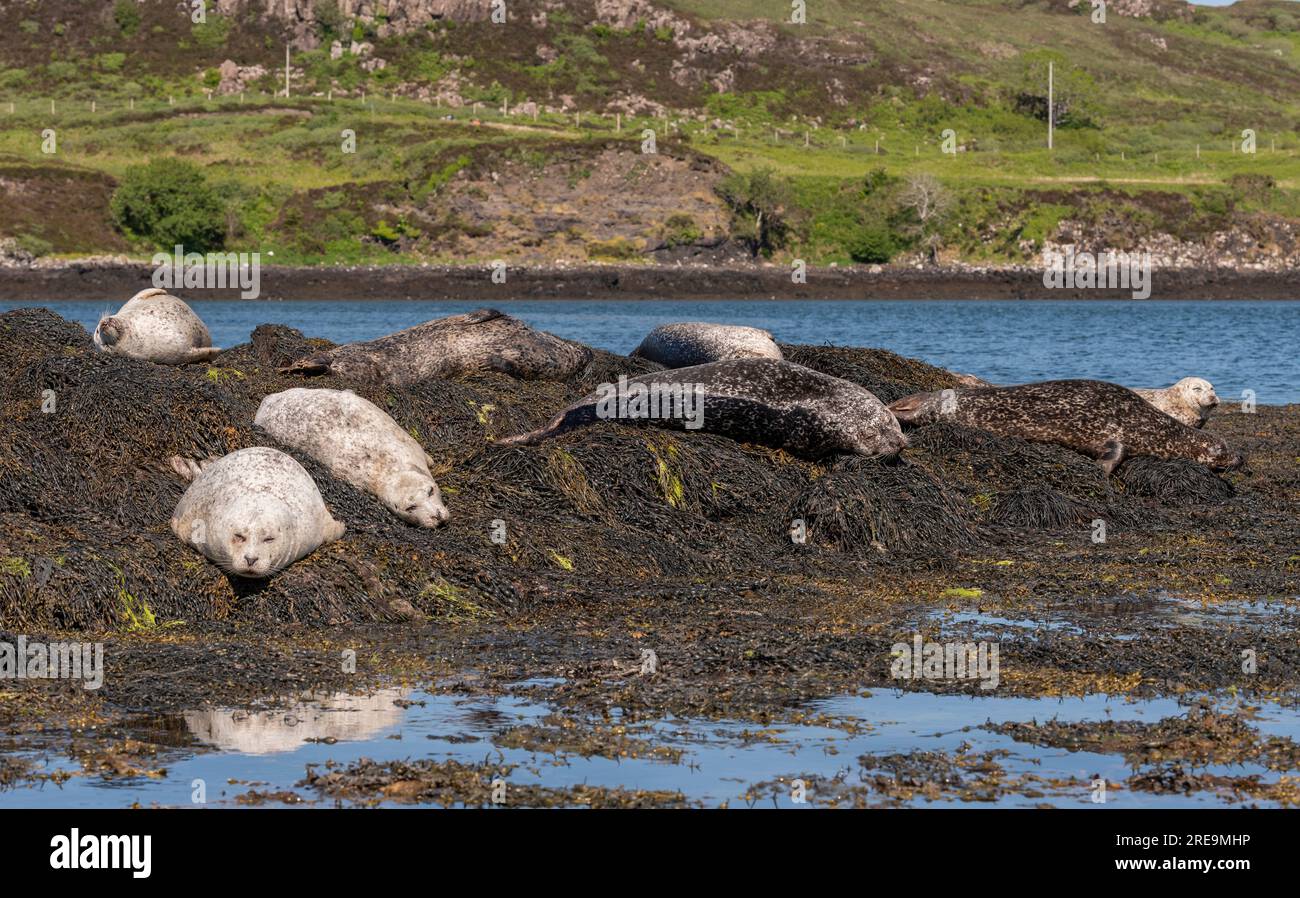Loch Dunvegan, Isle of Skye, Scotland, UK. 5 June 2023. Grey seals ...