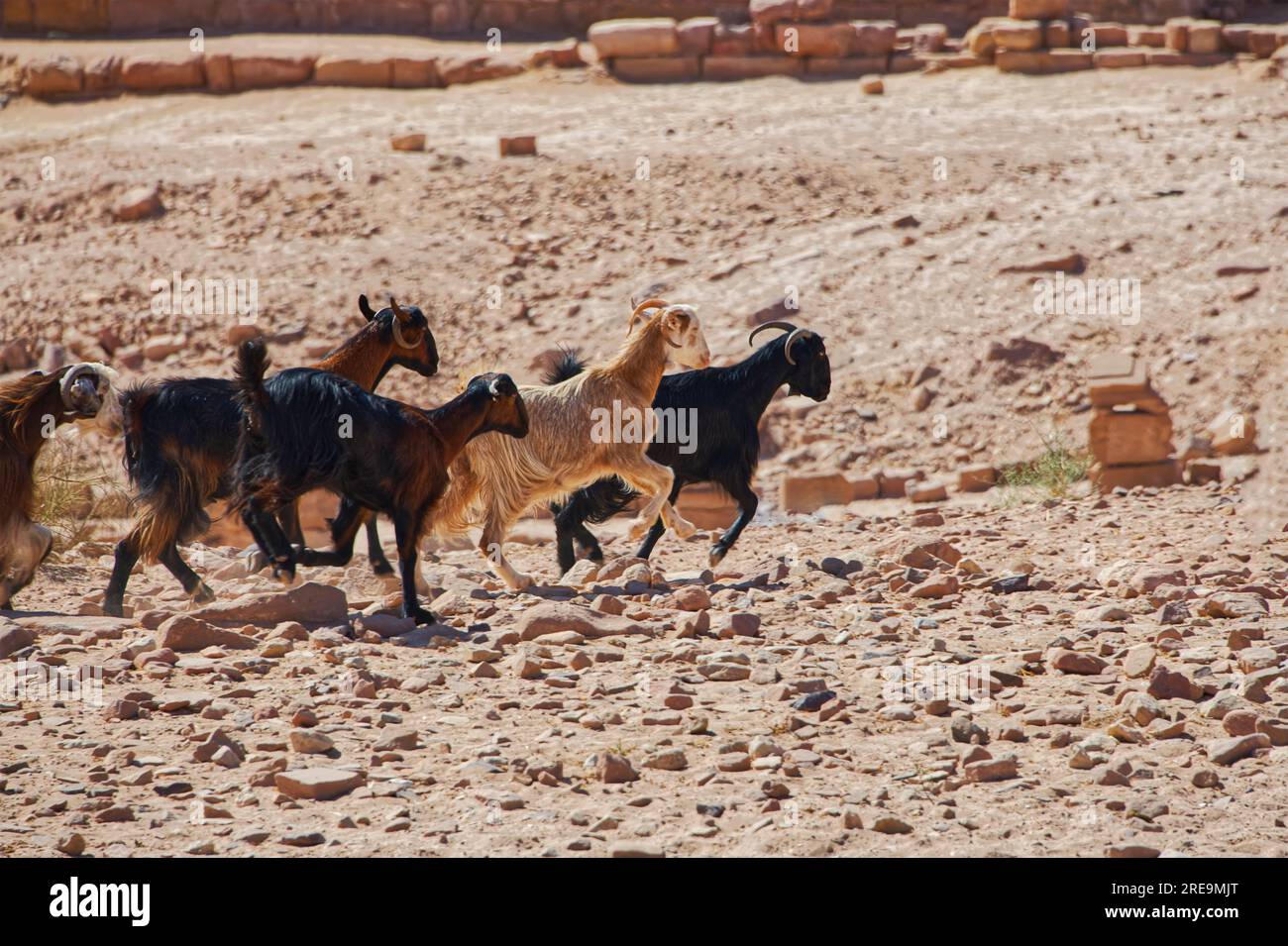 A flock of domestic goats running in the desert on a heat day Stock ...