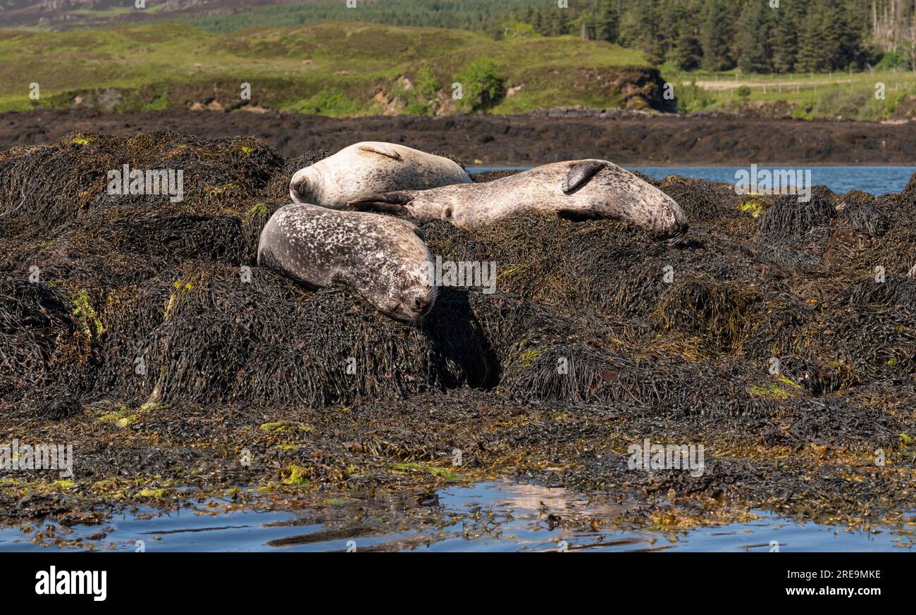 Loch Dunvegan, Isle of Skye, Scotland, UK. 5 June 2023. Grey seals ...