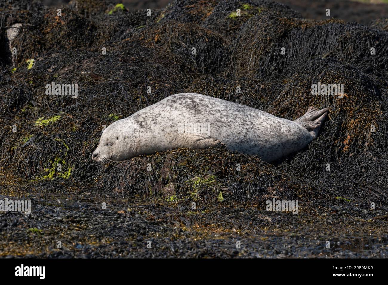 Loch Dunvegan, Isle of Skye, Scotland, UK. 5 June 2023. Grey seal ...