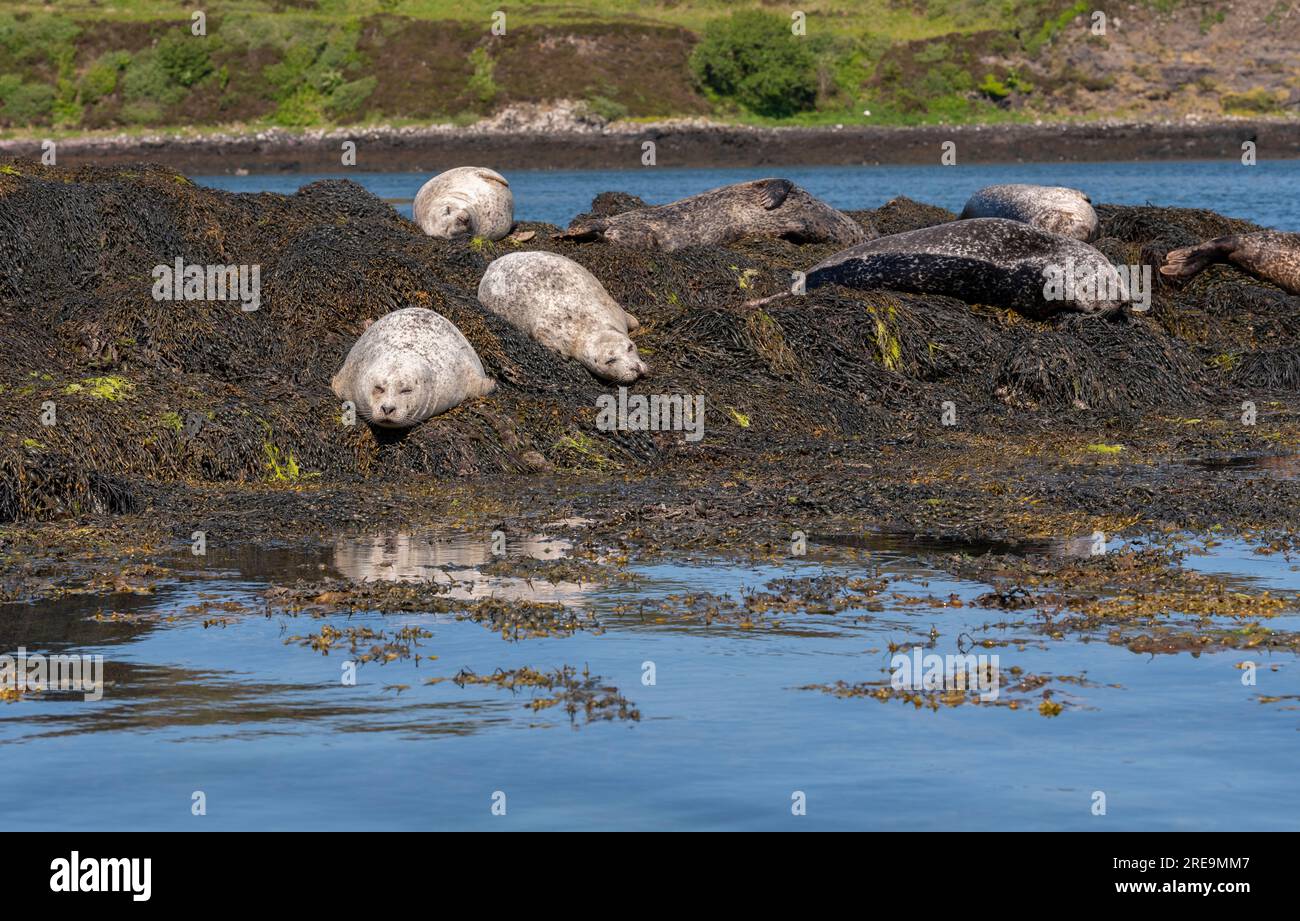 Loch Dunvegan, Isle of Skye, Scotland, UK. 5 June 2023. Grey seals ...