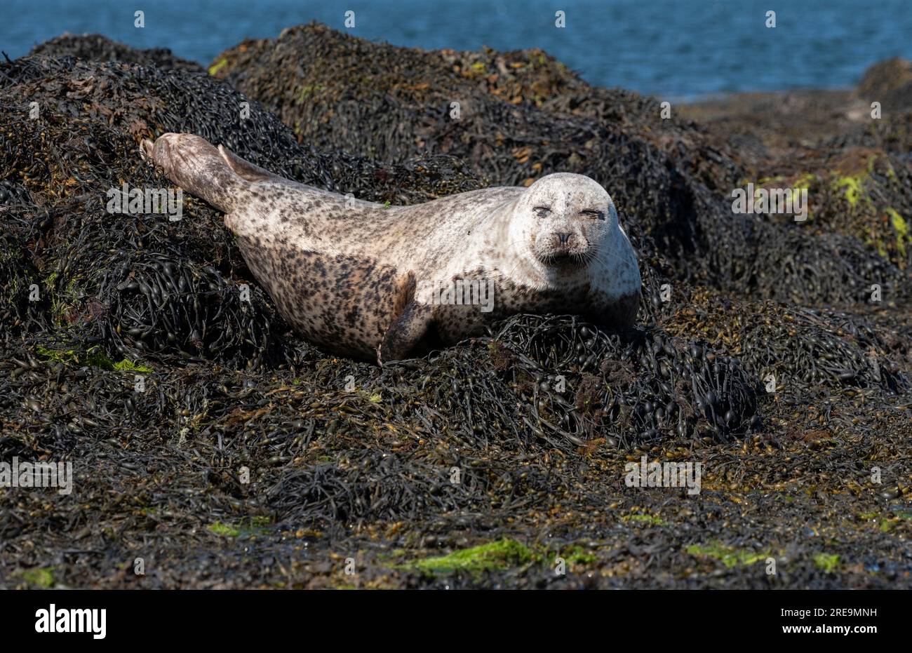 Loch Dunvegan, Isle of Skye, Scotland, UK. 5 June 2023. Grey seal ...
