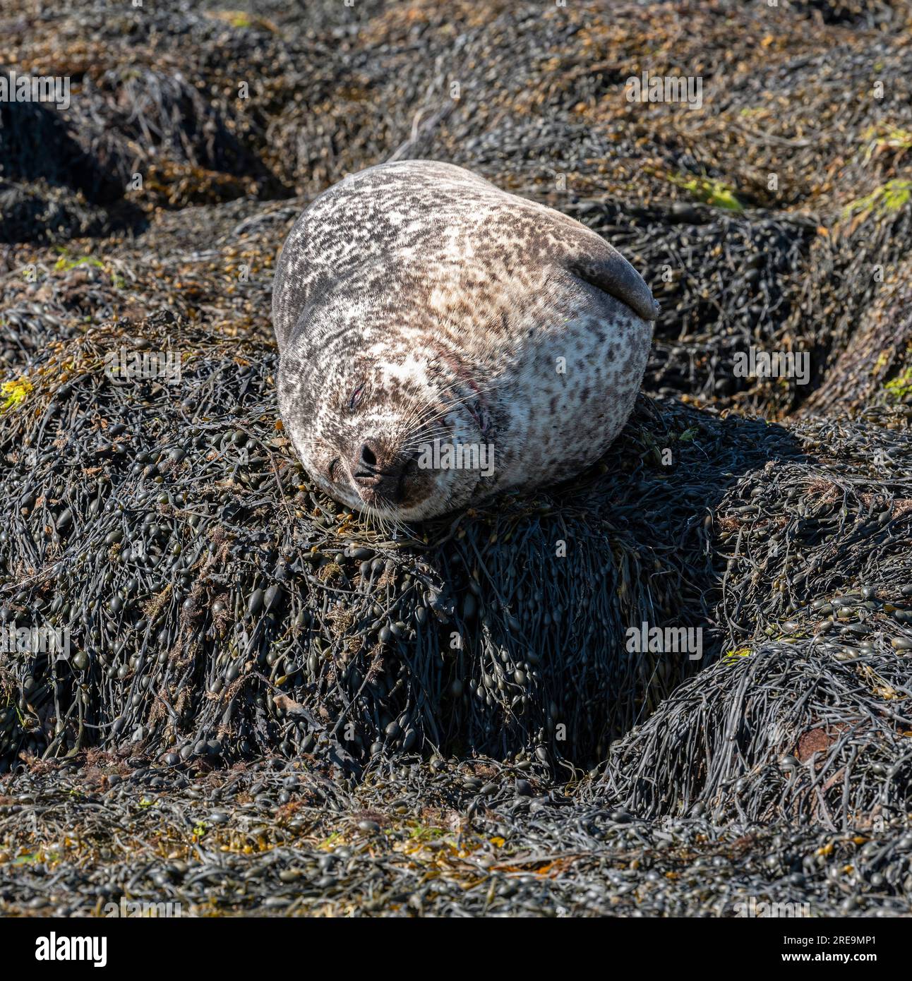 Loch Dunvegan, Isle of Skye, Scotland, UK. 5 June 2023. Grey seal ...