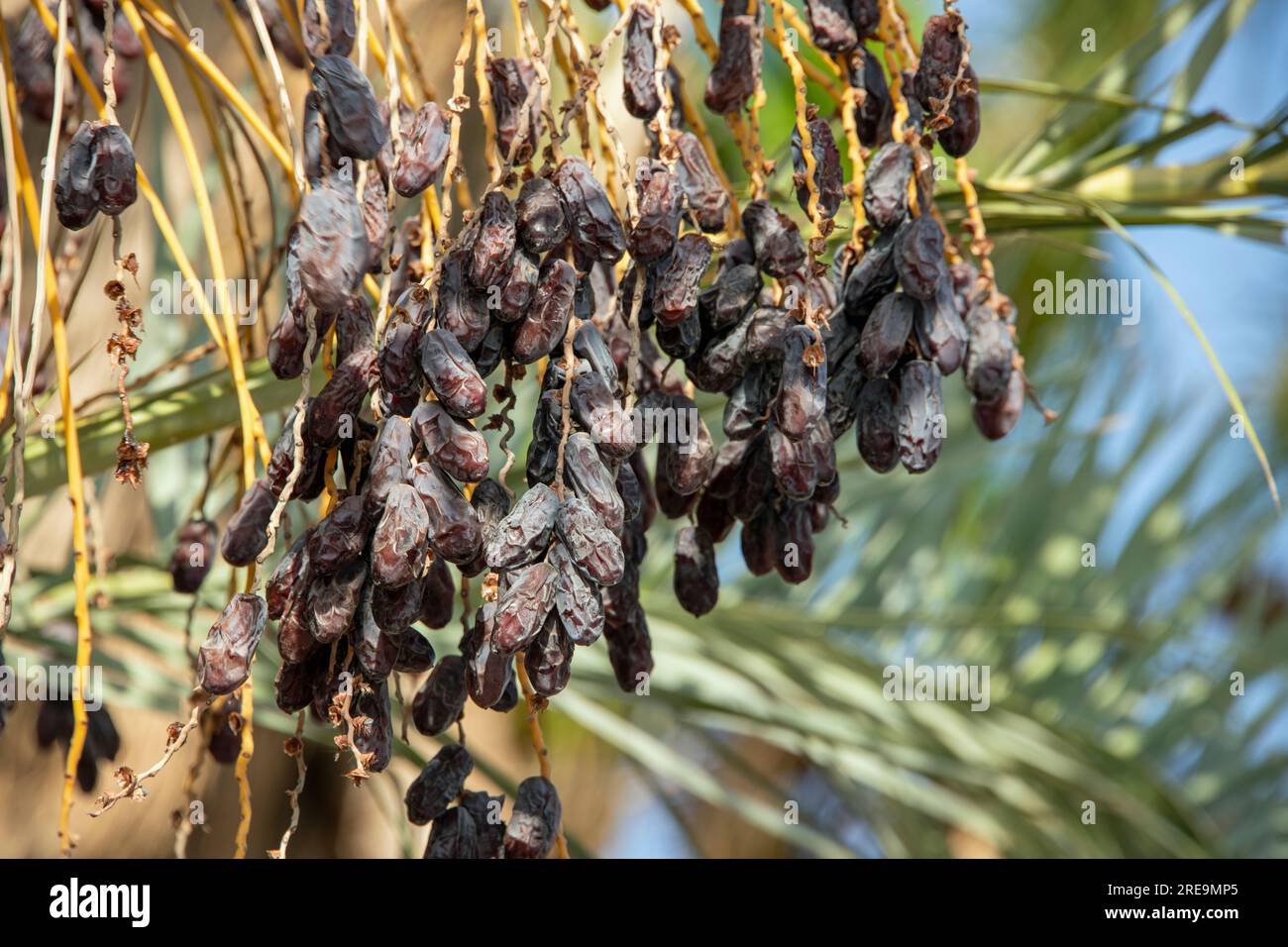 Brown color fresh dates in abundance hanging on the palm tree Stock ...