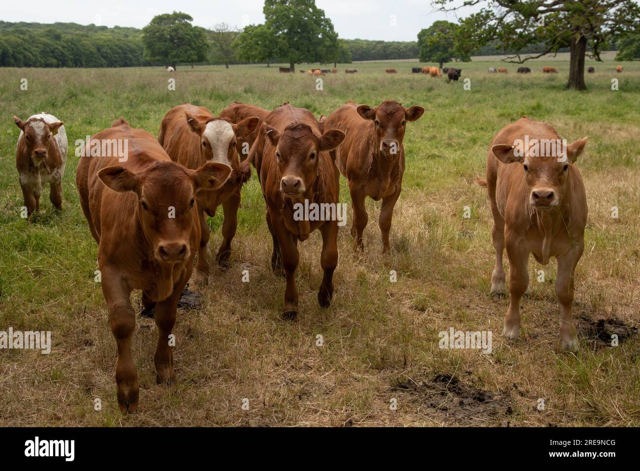 Cow domestic animals in a farmland outdoor. England United Kingdom ...
