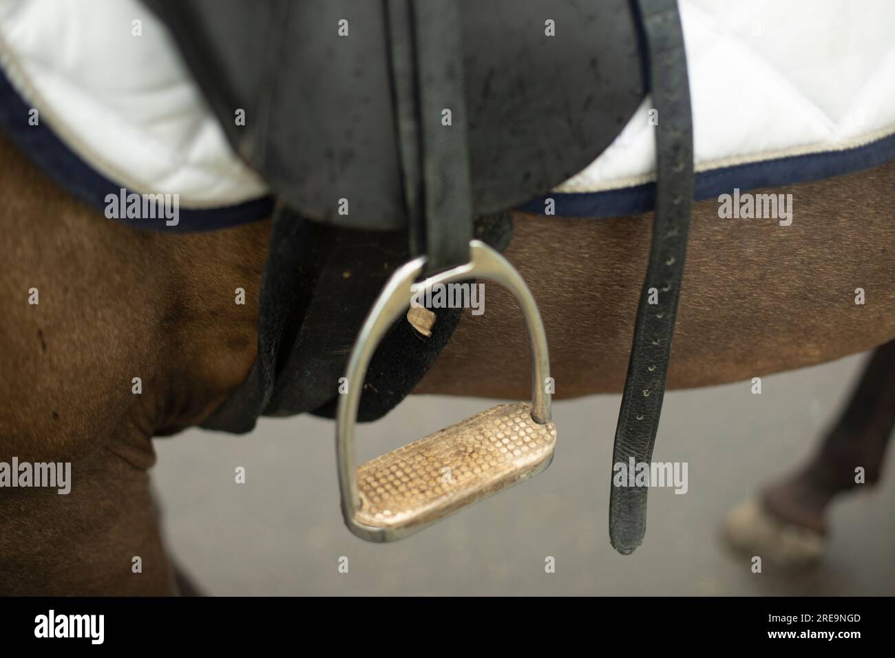 Saddle on horseback. Horse in detail. Steel foot stirrups. Equipment ...