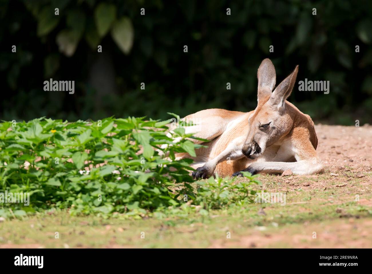 Resting kangaroo hi-res stock photography and images - Alamy