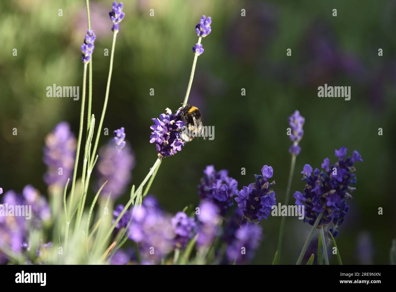 Bumblebee in profile hi-res stock photography and images - Alamy