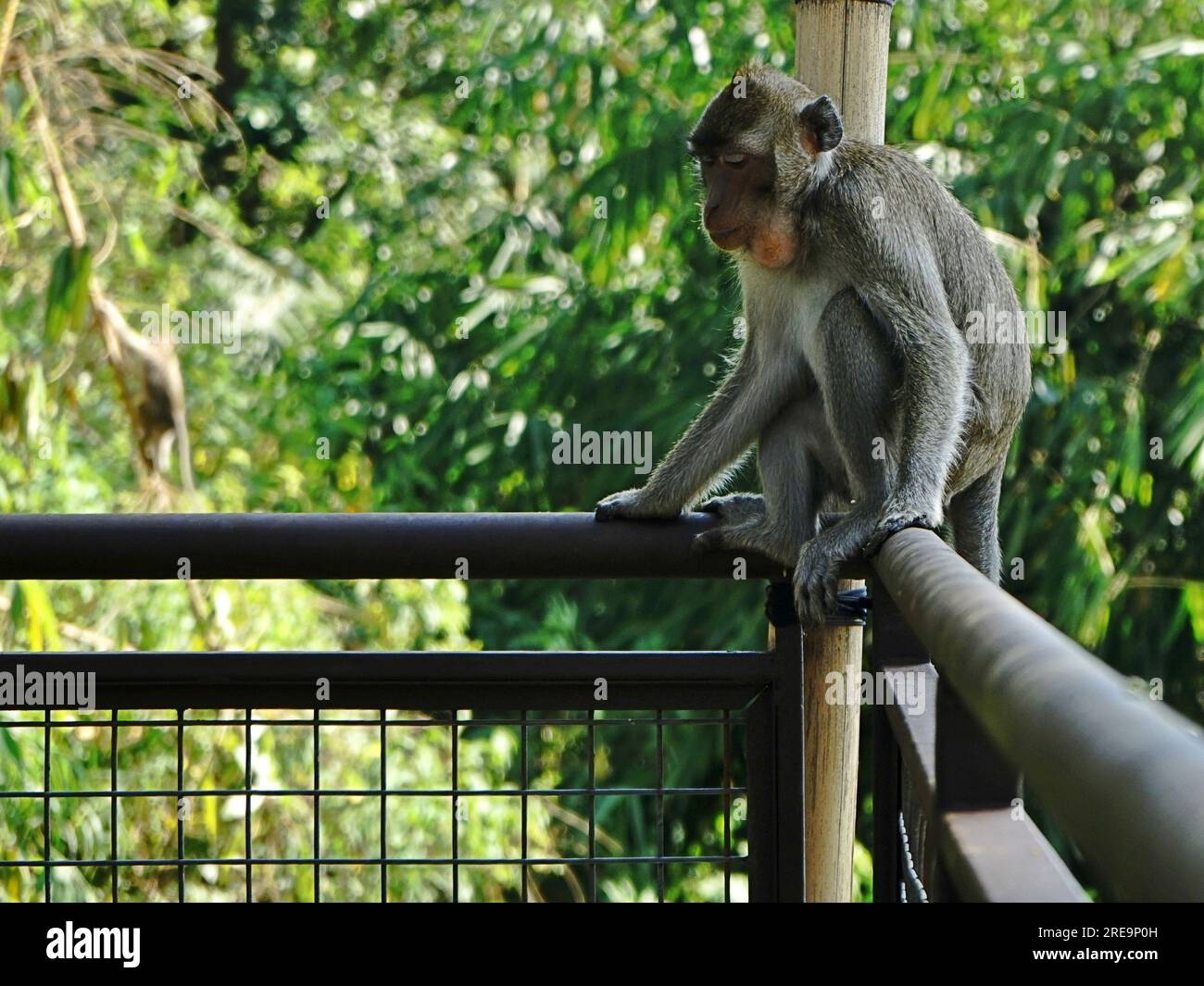 A wild long-tailed monkey (Macaca fascicularis) is sitting on the iron ...