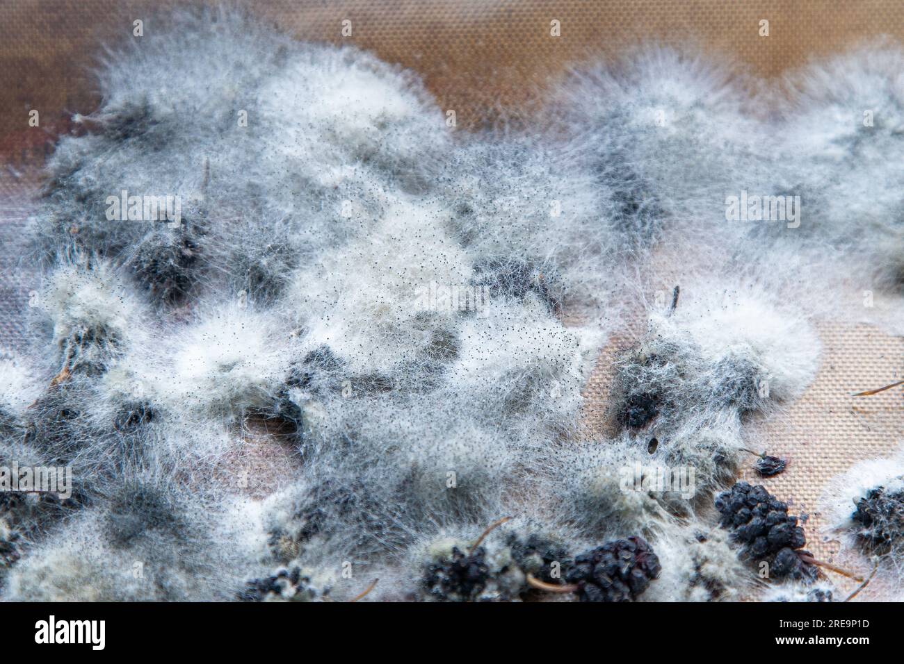 White mold on spoiled food. The mulberries are moldy. Bad food ...