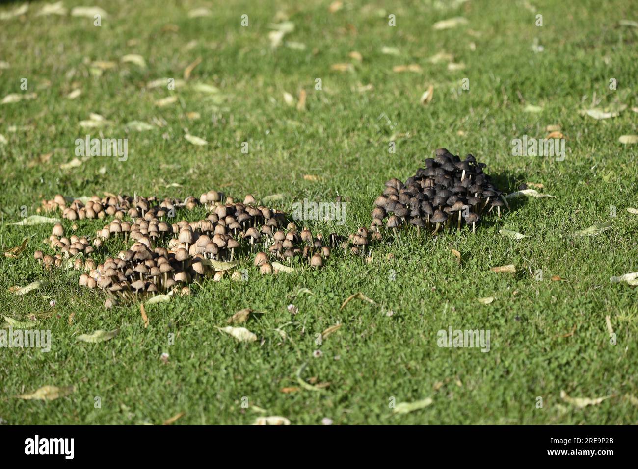 Clusters of fungi hi-res stock photography and images - Alamy