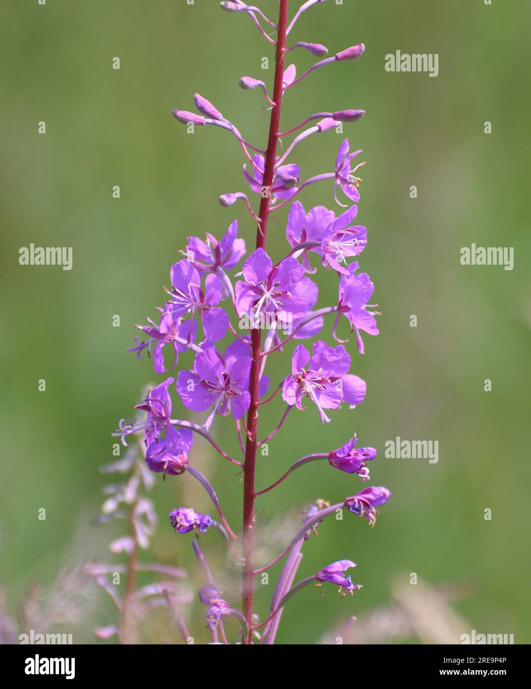 Blooming Sally - wild plant with a pink flowers Stock Photo - Alamy
