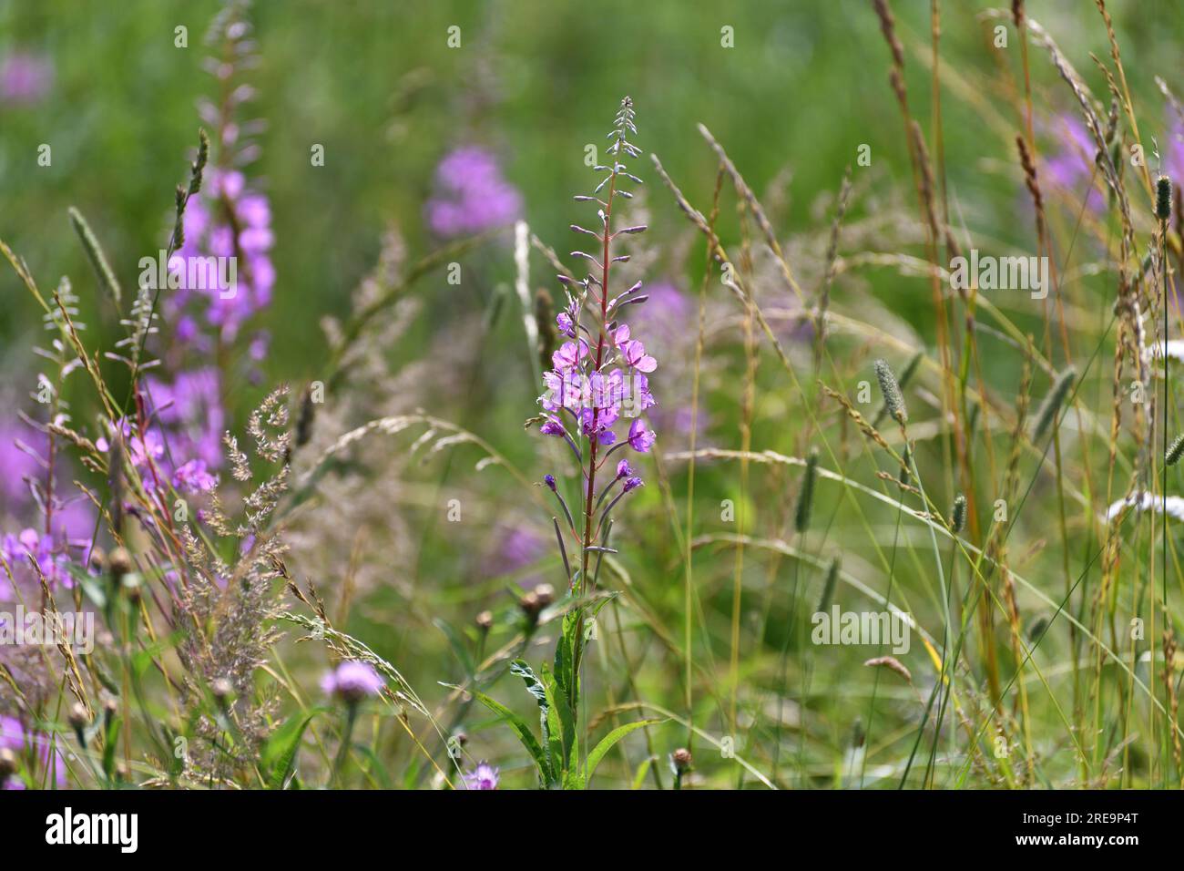 Blooming Sally - wild plant with a pink flowers Stock Photo - Alamy