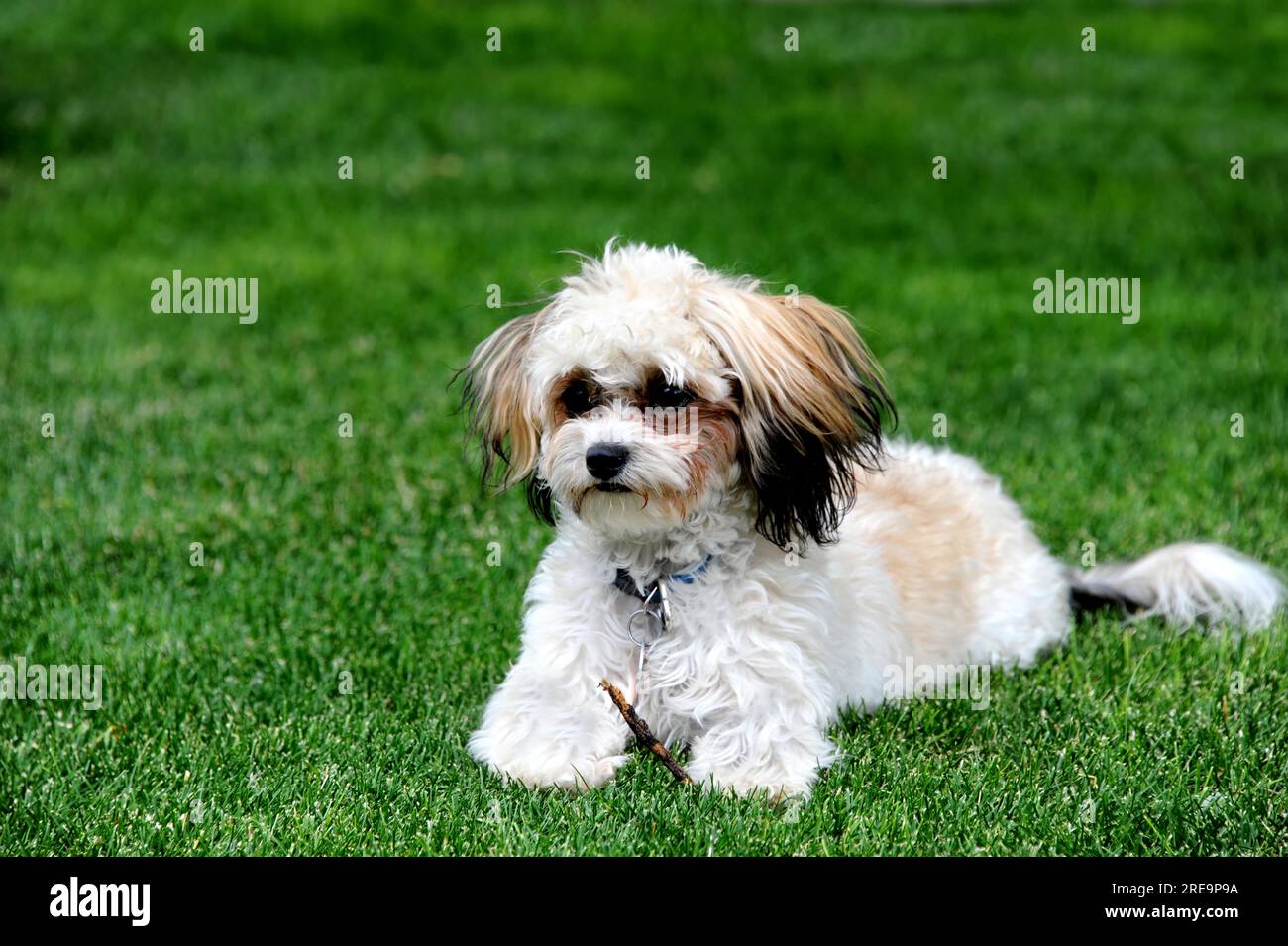 Playful Shih Poo puppy holds a stick with her paw. She is laying on the ...