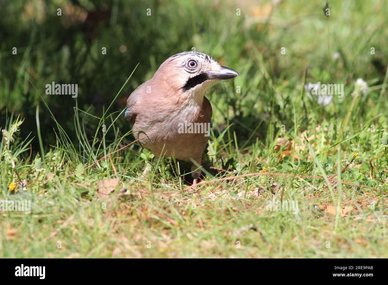 Jay family hi-res stock photography and images - Alamy