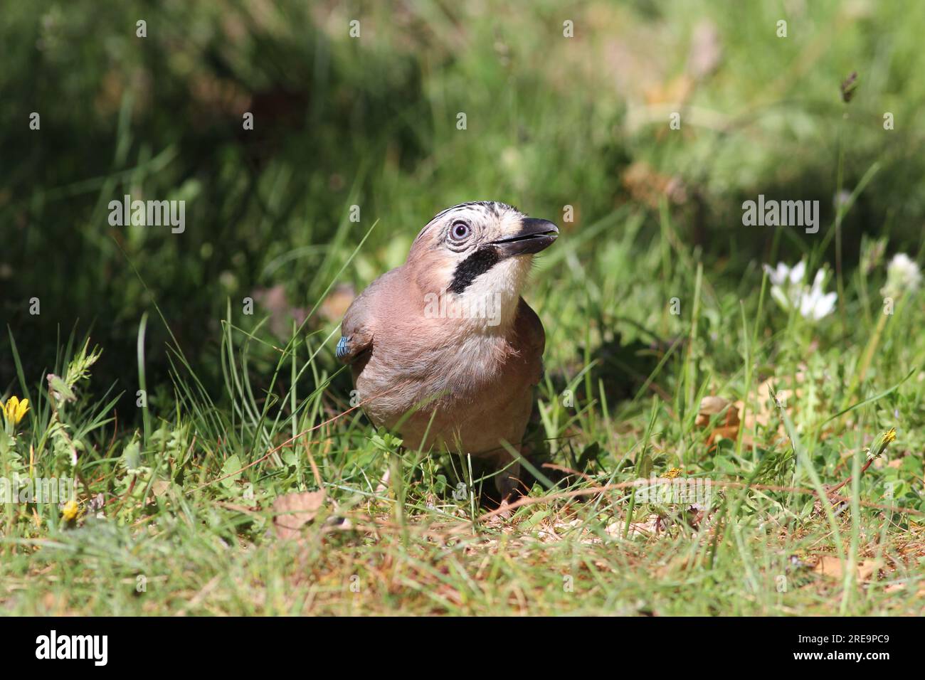 Crow family bird jay hi-res stock photography and images - Alamy