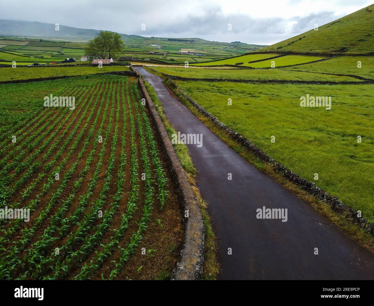 Aerial view of rural road crossing vibrant green fields parceled with ...