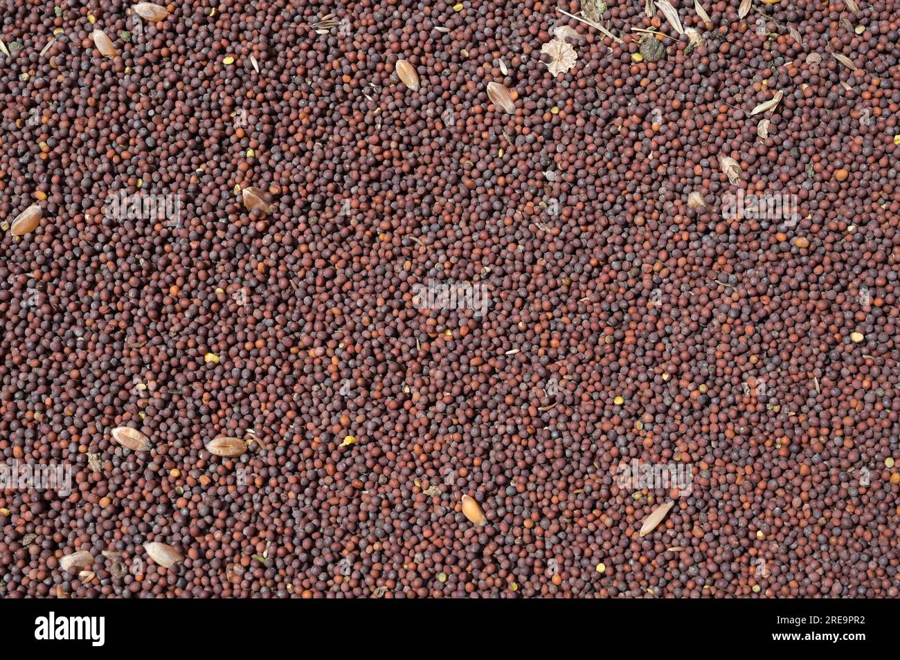 FRANCE, Bourgogne, Dijon, brown mustard, lat. Brassica juncea ...