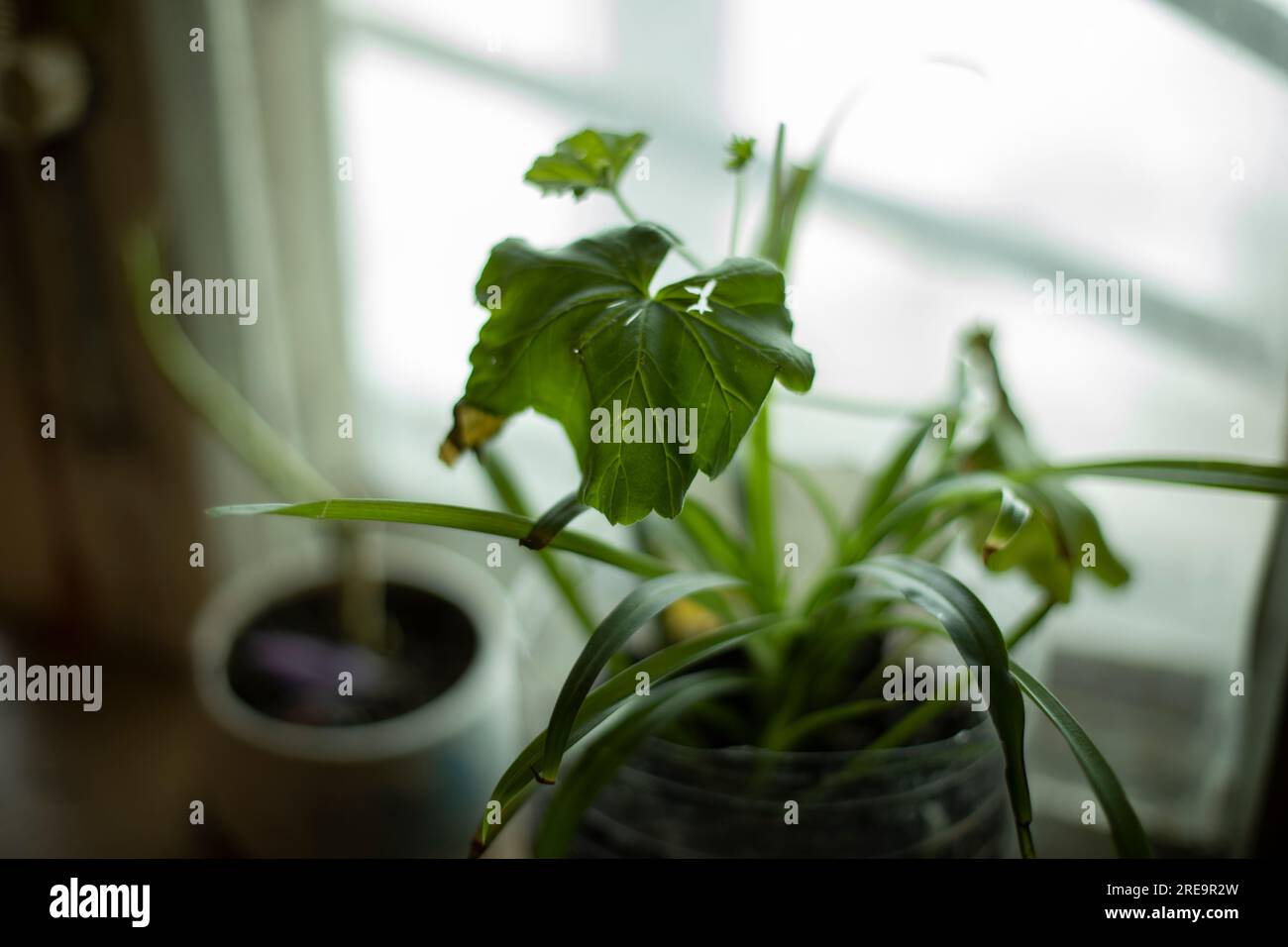 Plant on window. Greenery at home. House plant. Indoor sprout Stock ...