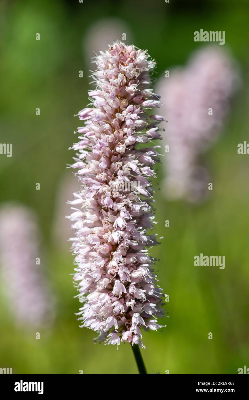 Macro shot of a common bistort (bistorta officinalis) flower in bloom ...