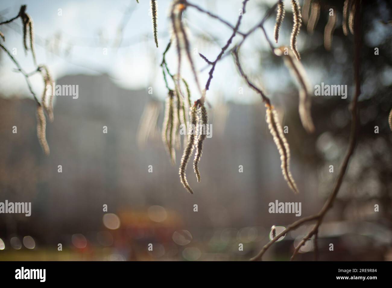 Tree branches in spring. First buds on branches. Details of nature ...