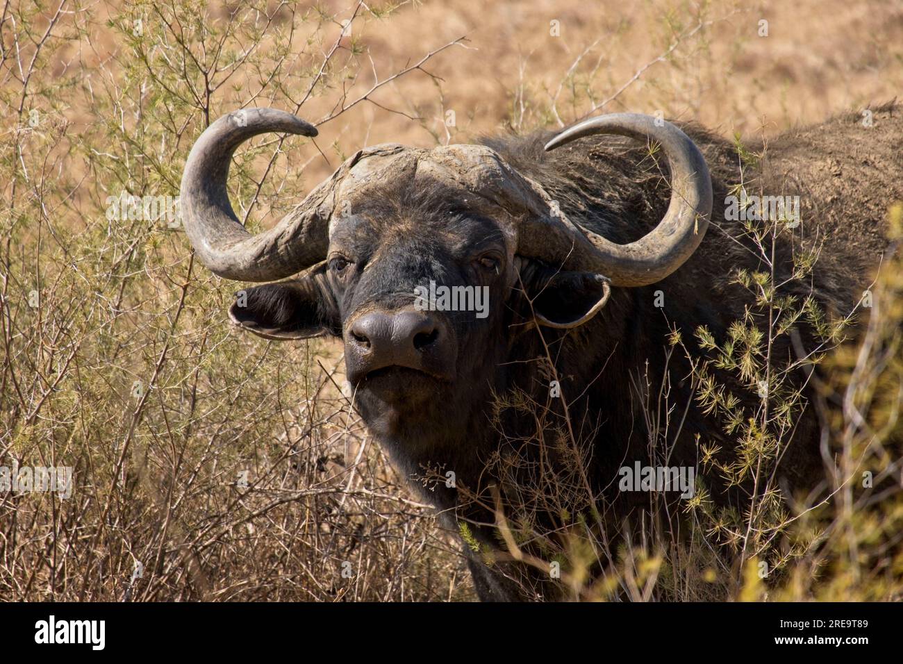 Portrait of African buffalo also known as the Cape Buffalo Stock Photo ...