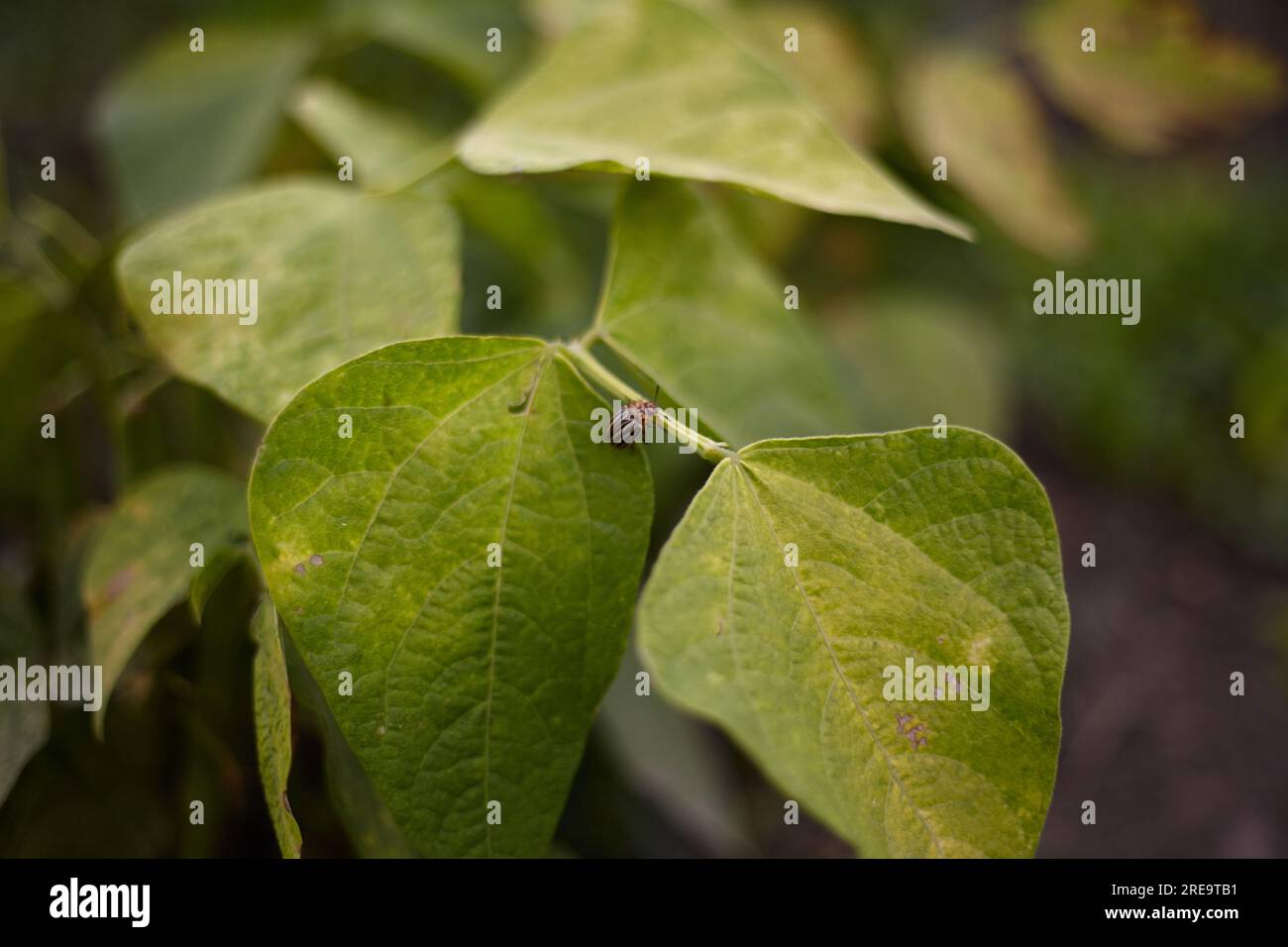 Colorado beetle. The pest attacks the plant Stock Photo - Alamy