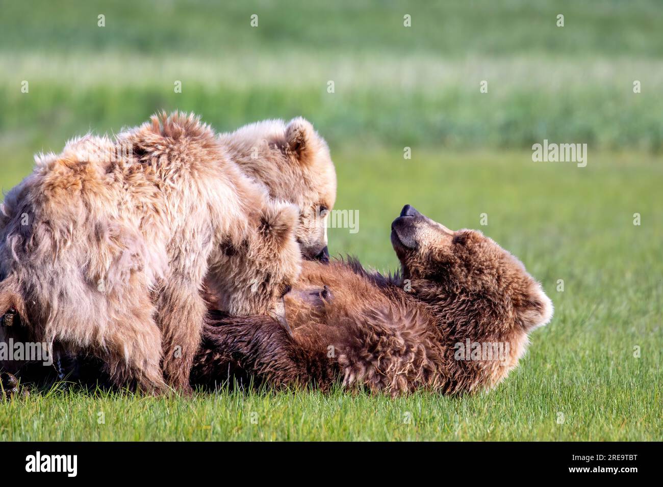 Female brown bear nursing young cubs in meadow on Hallo Bay in Kattmai ... Female brown bear nursing young cubs in meadow on Hallo Bay in Kattmai ...