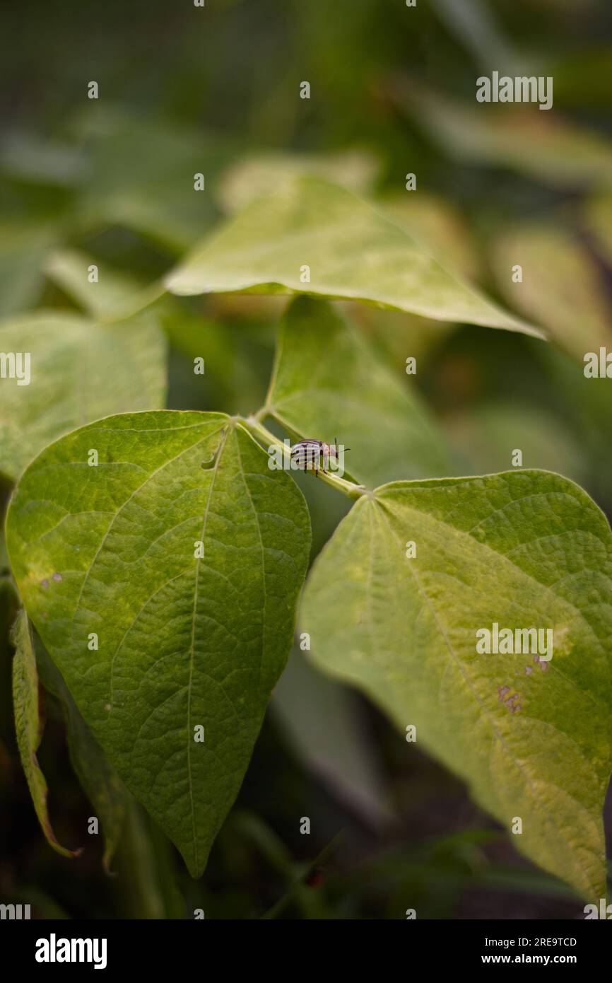 Colorado beetle. The pest attacks the plant Stock Photo - Alamy