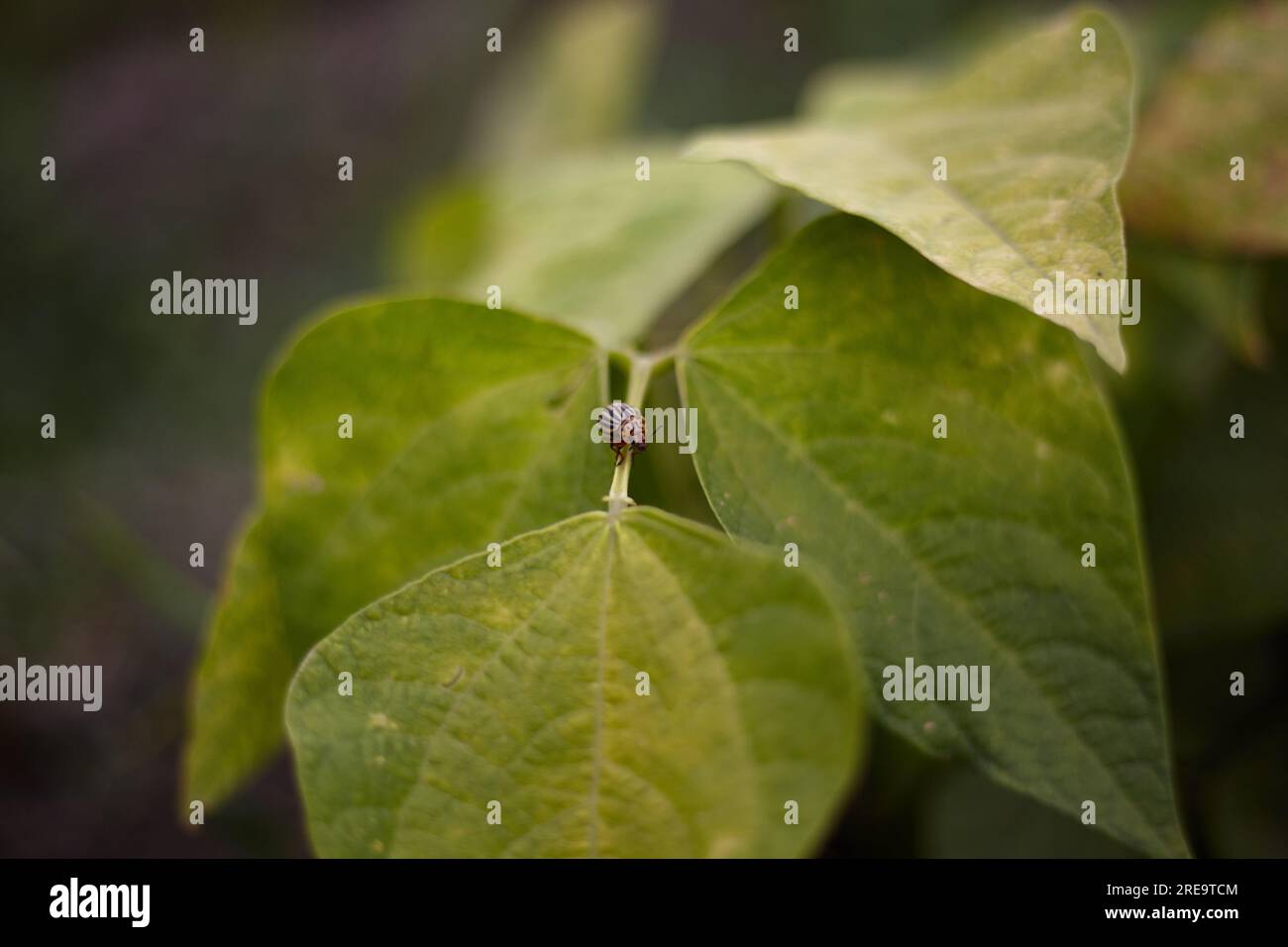 Colorado beetle. The pest attacks the plant Stock Photo - Alamy