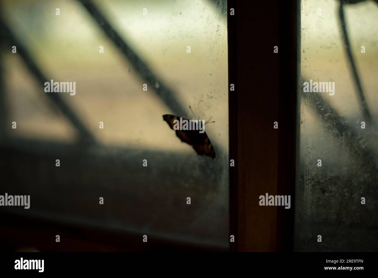 Bean on glass. Butterfly on window. Interior details. Window frame ...